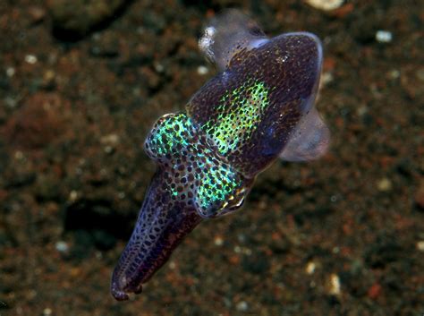 Berrys Bobtail Squid Euprymna Berryi Bali Indonesia Photo 8