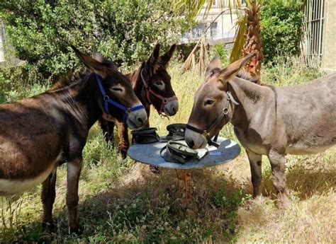 Lo Que Nos Enseña El Burro