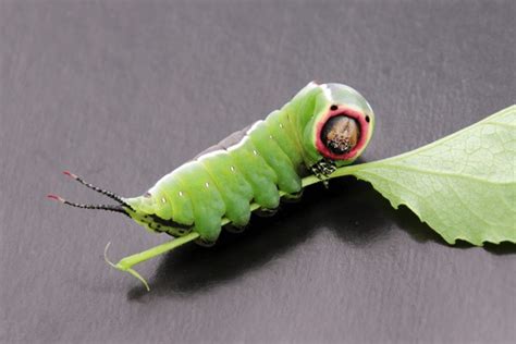10 Caterpillar Moth European Puss Royalty Free Photos And Stock Images