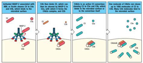 Chapter Innate Immunity Flashcards Quizlet