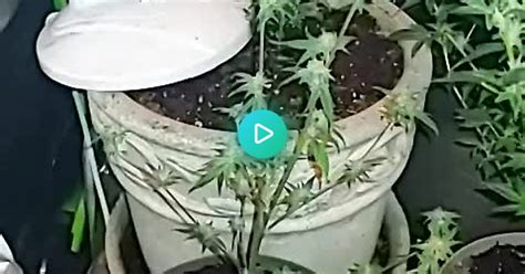 The Garden Album On Imgur