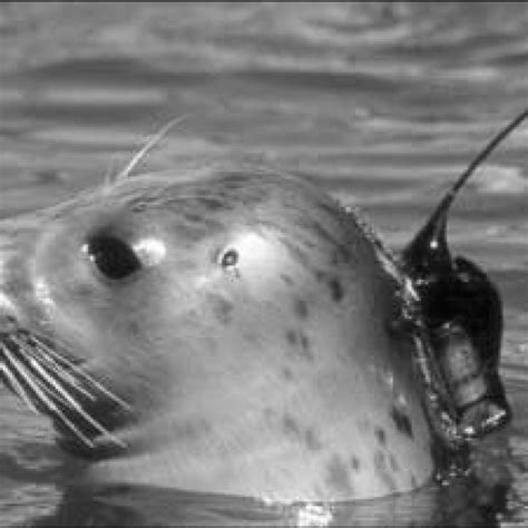 Satellite Relay Data Logger Smru Uk Glued To The Nape Of A Seal With