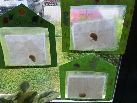 Plant Unit Lima Bean Greenhouses Sprout House