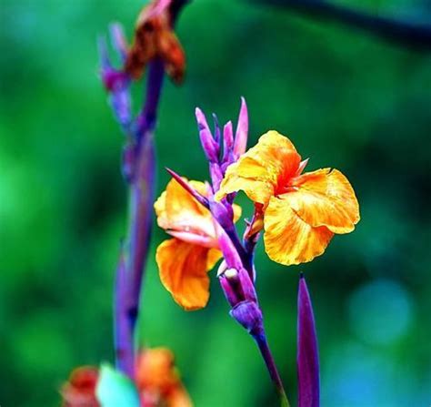 菖蒲花花语的深刻寓意揭秘菖蒲花的美丽与神秘 花植网