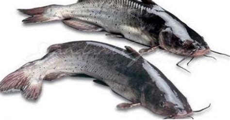 Protein Lebih Tinggi Dari Salmon Ini Khasiat Ikan Keli Yang Anda Perlu
