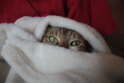 Why Are My Cats Eyes Watering What Can I Use To Clean My Cats Eyes