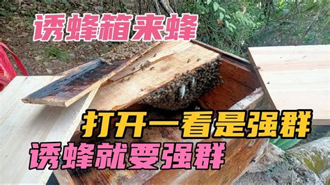 诱蜂箱诱蜂成功，打开一看是强群，诱蜂就要诱第一次分出来的蜂！ Youtube