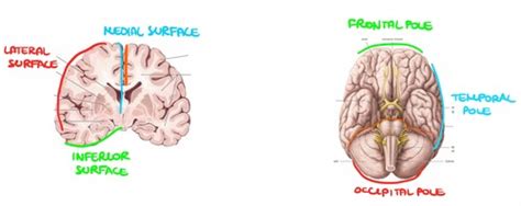 Telencephalon Cerebral Hemispheres Flashcards Quizlet
