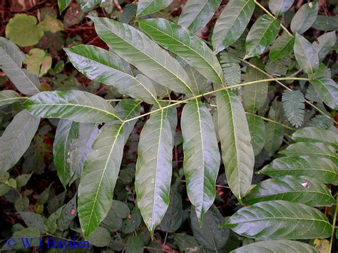 Cedrella Odorata