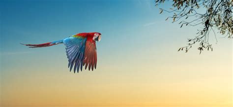 Types Of Language Testing Parrot 8 Different Types Of Language Tests