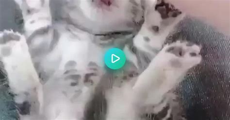 Hungry Hungry Kitty Album On Imgur