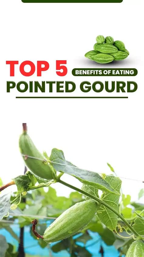 Top 5 Benefits Of Eating Pointed Gourd