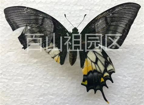 新物种百山祖园区又双叒叕有新发现 热点 丽水在线 丽水本地视频新闻综合门户网站