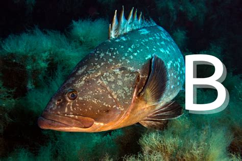 The Benthic Zone Ustica Diving