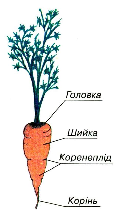 Розгляньте коренеплід моркви Визначте де стеблова частина а де