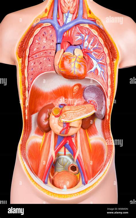 6 Organs In Torso Diagram A P Ch 6 Muscle Anatomy Anterior Torso