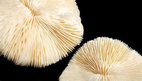 Mushroom Coral Creel And Gow