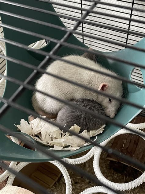 Rat Diet And Calcium Supplements R Rats