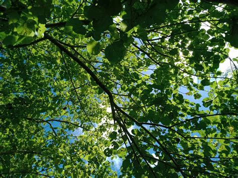 When To Cut Down Oak Wilt Trees Plus Prevention Tips Treenewal