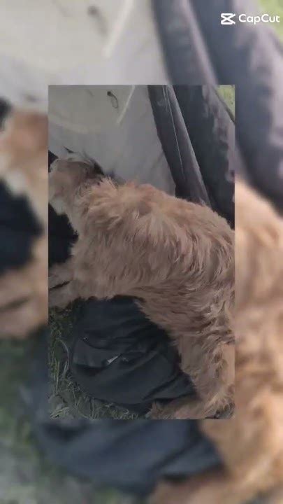 çoban Hayati Nasil Keçyuo 🐐🤠🐏😂🤣 Cobán Shorts Volg Short Koyun
