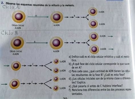 SOLVED 2 Observa Los Esquemas Resumidos De La Mitosis Y Ta Meiosis A