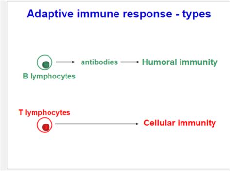 I I Antigen Recognition By T Cells Flashcards Quizlet