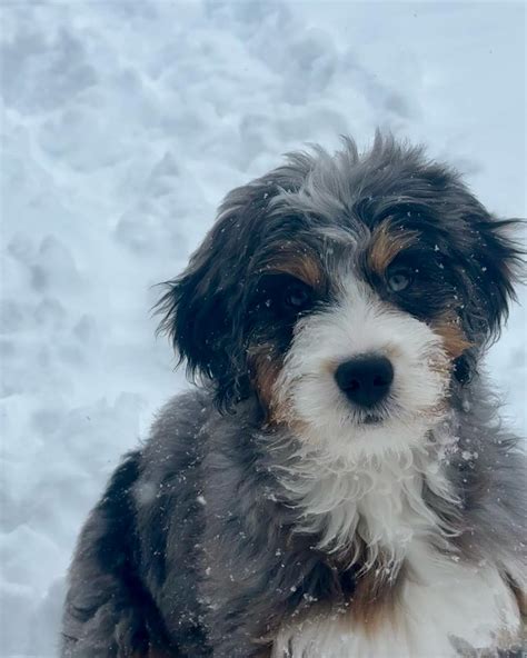 Cottage Country Cockapoos And Bernedoodles Please Meet Toffees Cheese Themed Litter Of Mini