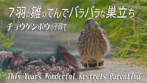 今年はすばらしかったチョウゲンボウの子育てThis Years Wonderful Kestrel Parenting