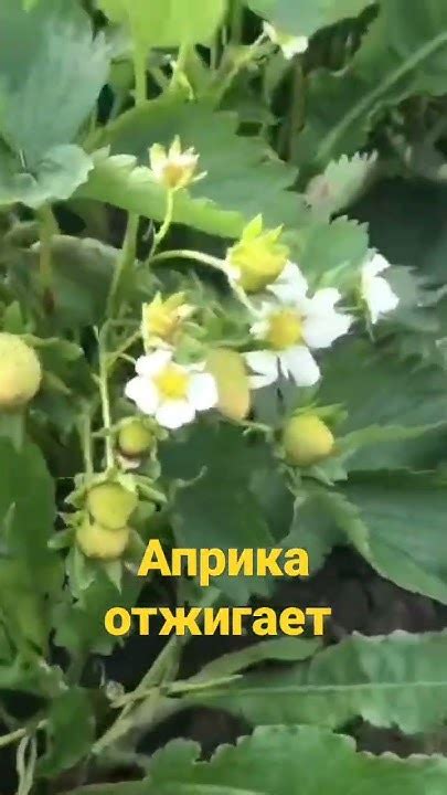 земляника ,клубника,виктория - YouTube