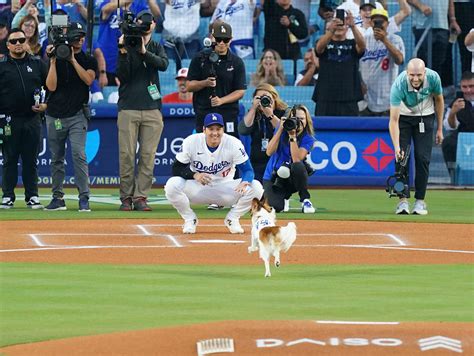 Mlb