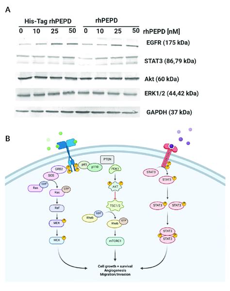 A The Presence Of His Tag In The Rhpepd Molecule Does Not Affect The