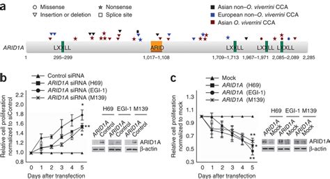 Somatic Mutations In Arid1a And The Suppressive Role Of Arid1a In Cell