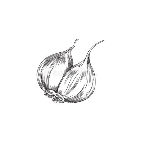 Garlic Cloves Hand Drawn Monochrome Hand Drawing Sketch Vector Isolated