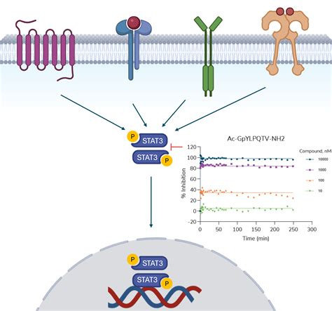 Deciphering Stat3 Binding Kinetics To Inform Drug Design Enzymlogic Deciphering Stat3 Binding Kinetics To Inform Drug Design Enzymlogic