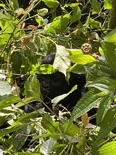 Booking Gorilla Trekking In Rwanda Eco Adventure Safaris