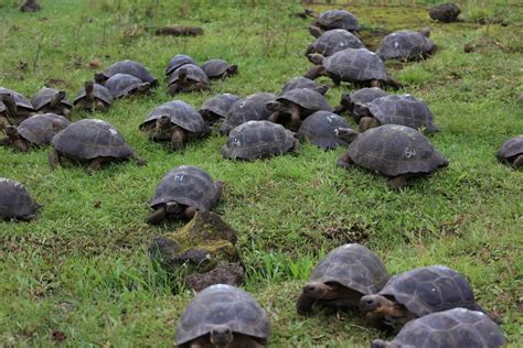 The Conservation Expeditions That Defined Iniciativa Galápagos In 2023