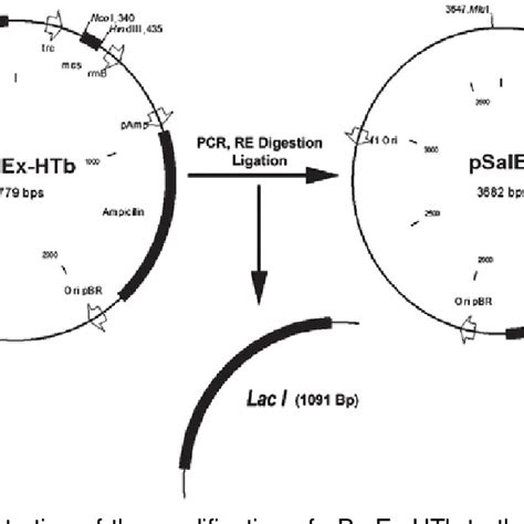 Hi Fidelity Pcr Of Pproex Htb With Primers Flanking The Lac I Gene