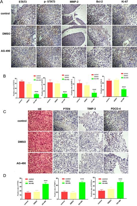 Immunohistochemistry Of Rat Tumor Tissue A Representative Photographs