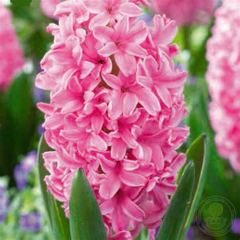 Гиацинт Ибис (Hyacinthus Ibis) купить луковицы в Москве по низкой цене ...