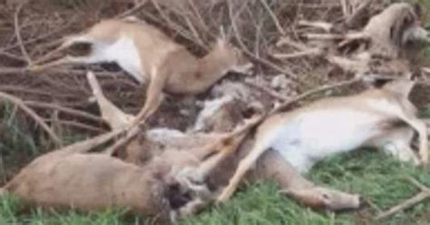 Pile Of Dead Deer Carcasses Dumped Near Michigan Home
