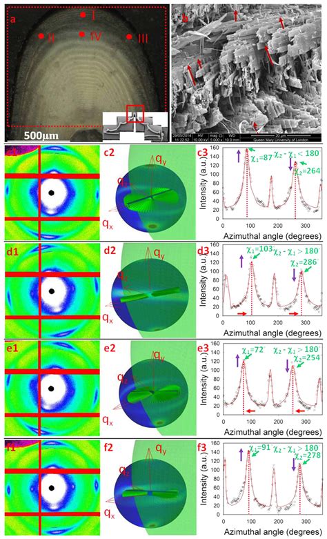 Comparison Between Experimental X Ray Data And Model Predictions In Download Scientific Diagram