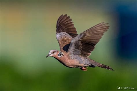 作品發表區 珠頸斑鳩 DCFever
