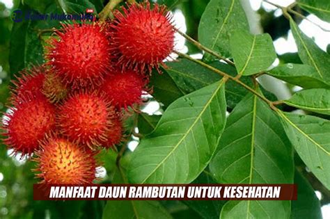 Tak Banyak Yang Tahu Inilah Manfaat Daun Rambutan Bagi Kesehatan