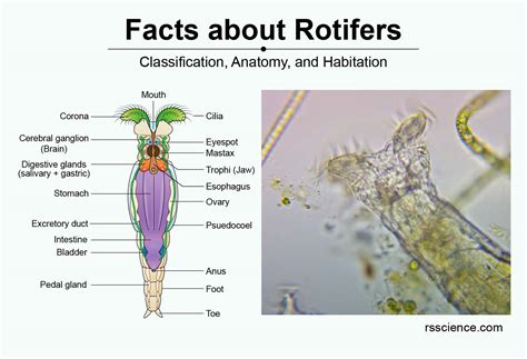 Labeled Rotifer Diagram