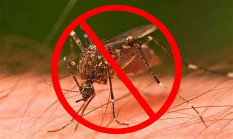 Alerta epidemiológica recomiendan reforzar medidas para prevenir la propagación del dengue