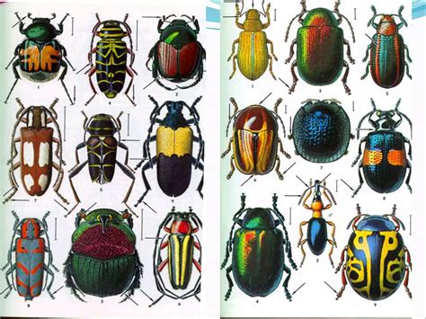 Lec 34 Classification Of Class Insecta Upto Ordersppt Birdwatching