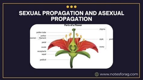 Sexual Propagation And Asexual Propagation Best Notes