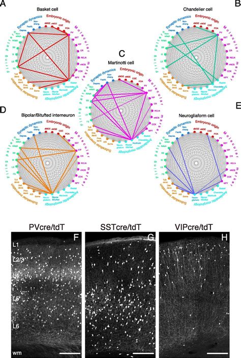 Multi Dimensional Features Of Different Gabaergic Interneuron Types Download Scientific