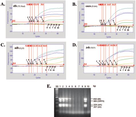 Sensitivity Of Detection Of V Parahaemolyticus In Pure Culture Using