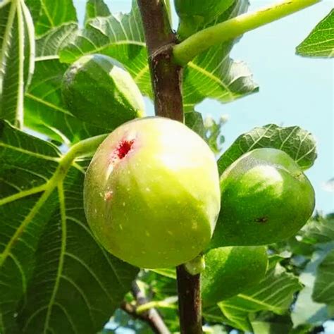 Anjeer Plant Indian Fig Common Fig Lalit Enterprise